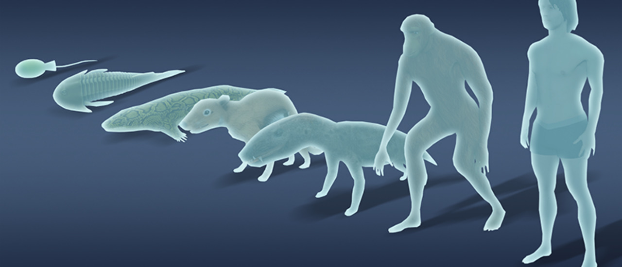 Idle Evolution from Cell to Human